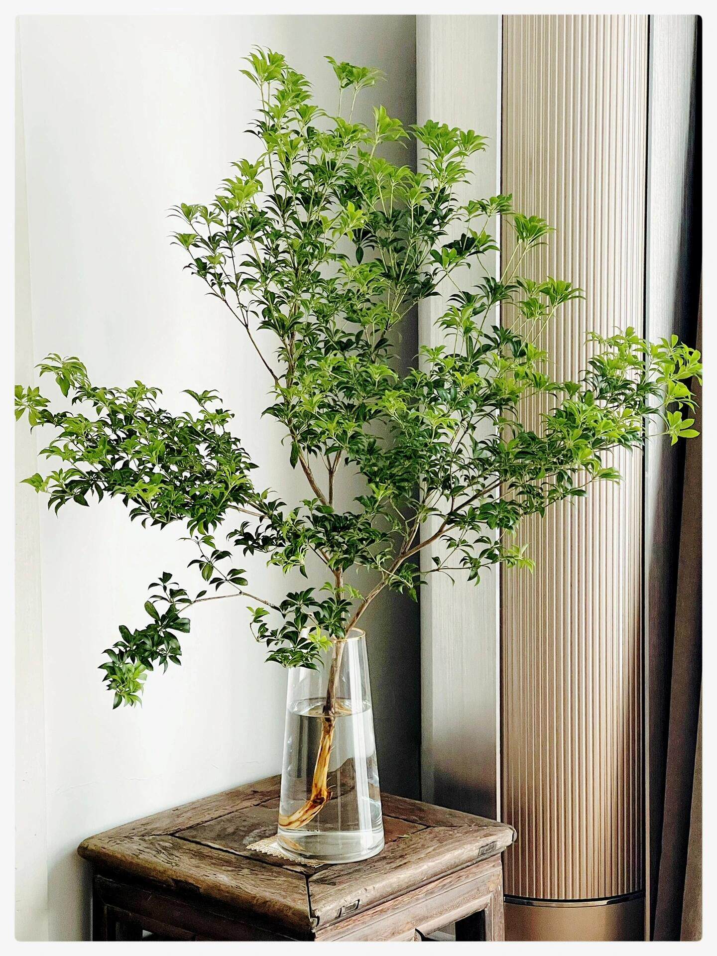 马醉木高款插花长枝落地水培云南基地现采现发同城速递