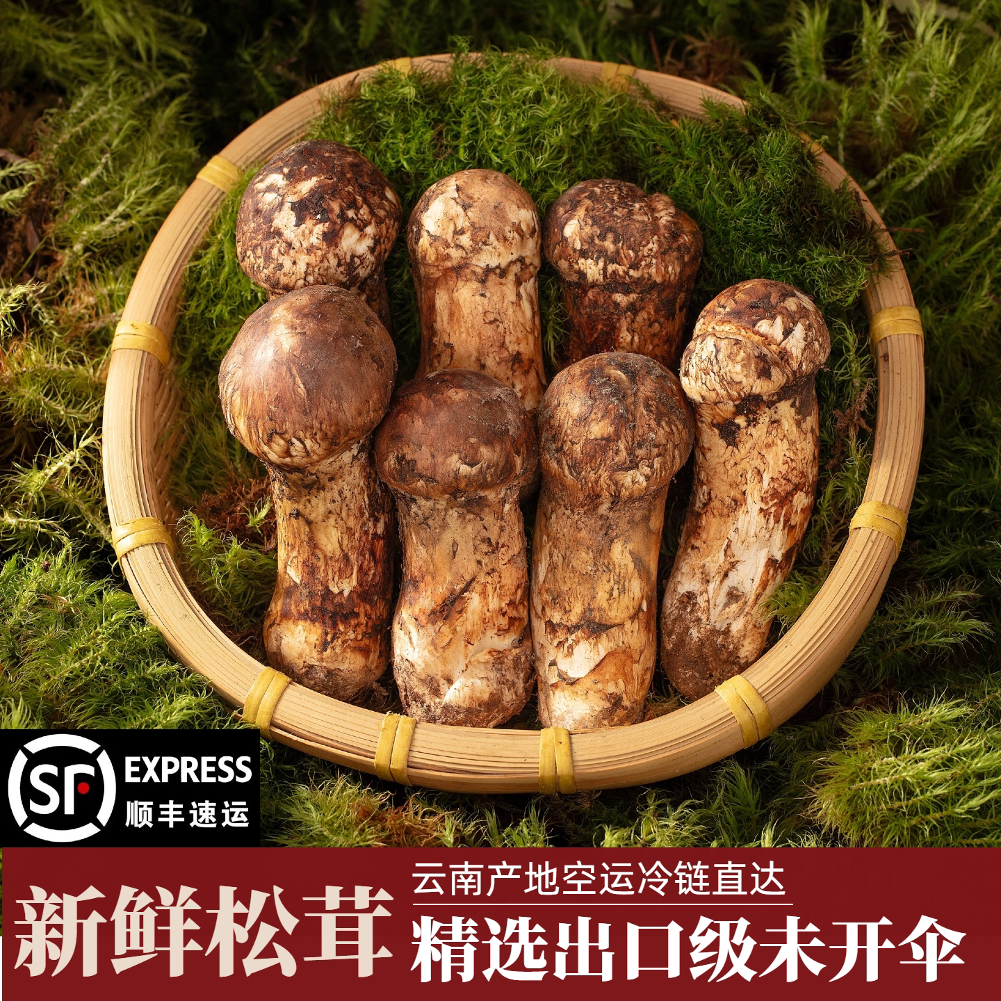 新鲜松茸云南野生松茸出口级未开伞松茸菌菇新鲜现挖菌子送礼长辈