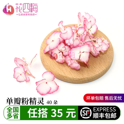 新鲜单瓣粉精灵 粉色边绣球 酒店西餐摆盘菜装饰餐饮摆盘鲜花草