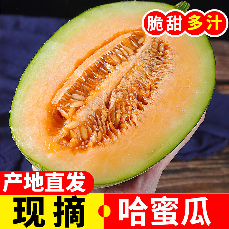 现摘甘肃西州蜜 新鲜哈密瓜沙漠蜜瓜甜瓜现摘生鲜时令水果晓蜜