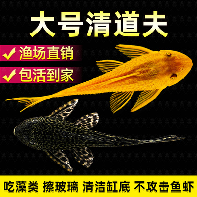 清道夫鱼缸热带观赏清洁工具鱼除藻吃粪便冷水淡水垃圾鱼异型鼠鱼