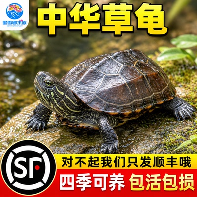 乌龟活物纯种中华草龟适合家养认主宠物活体陆地观赏巴西龟耐活