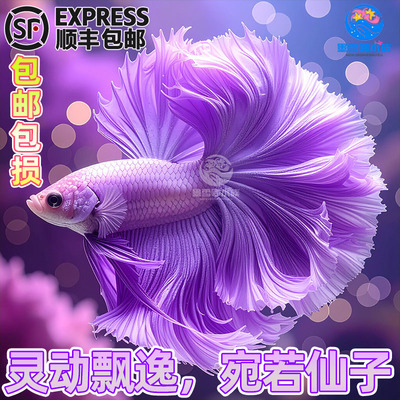 泰国斗鱼仙女款纯白半月婚纱鱼懒人鱼热带淡水好养耐活鱼苗观赏鱼