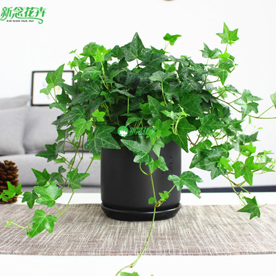 常春藤盆栽阳台藤蔓植物客厅办公室室内吊兰四季除甲醛绿植常青藤