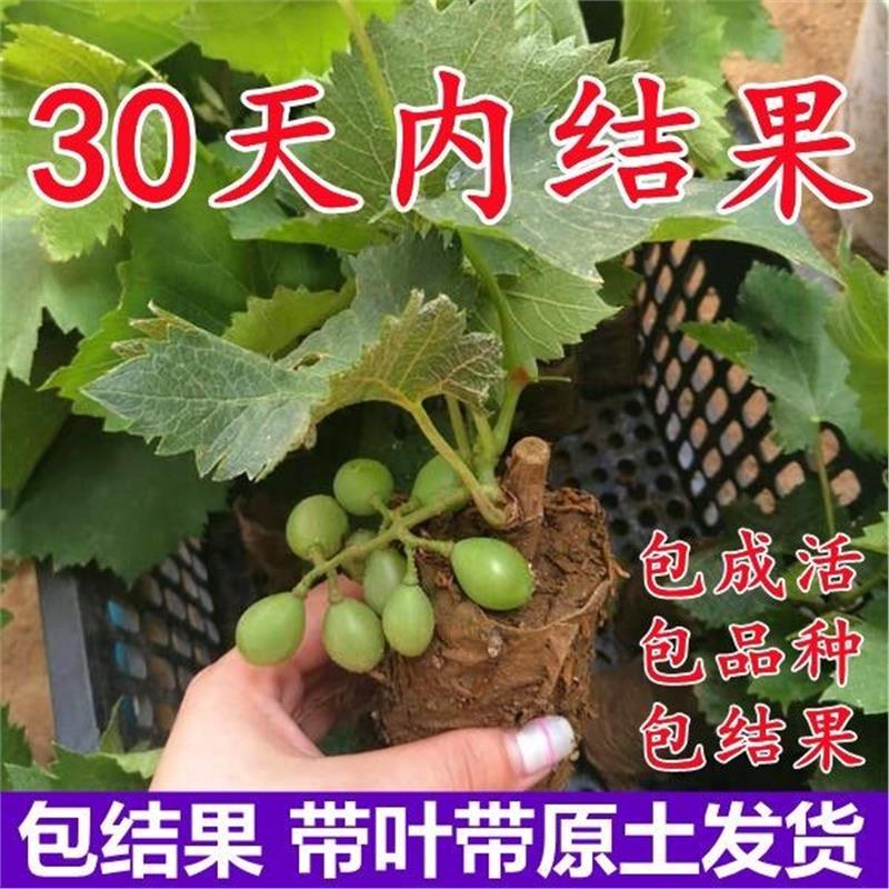葡萄树苗带土带叶带果南北方种植阳台盆栽地栽耐寒爬藤当年结果