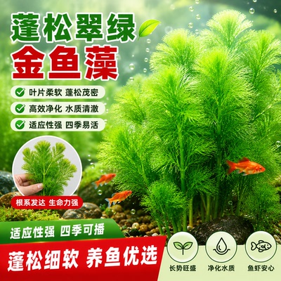 金鱼藻懒人水草淡水水生植物浮萍蜈蚣草绿菊净化水质鱼缸好养易活