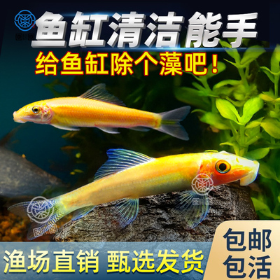 鱼缸清洁金苔鼠清道夫热带观赏鱼