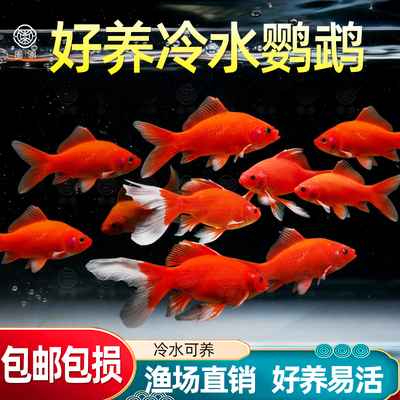 冷水血鹦鹉鱼淡水观赏鱼