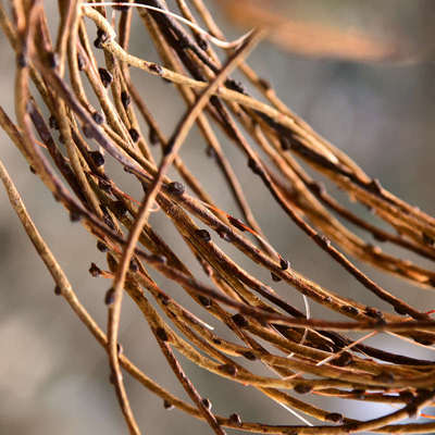 仿真榕树须藤须根须树藤树枝干吊顶假花装饰藤条塑料藤蔓植物造景