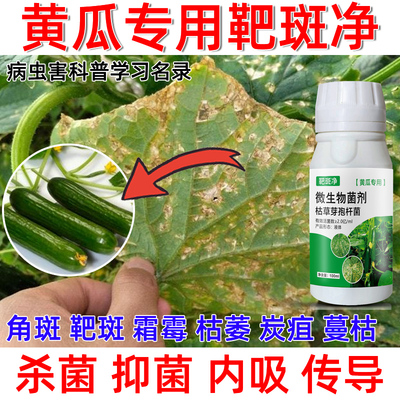 黄瓜霜霉病黄瓜病菌清靶斑病