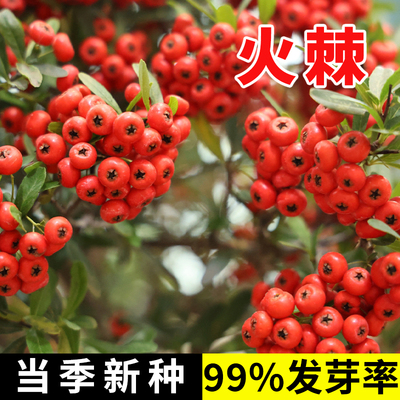 新采火棘种子火棘种籽林木树种沙棘围墙铁篱笆种子红刺木黑刺耐旱