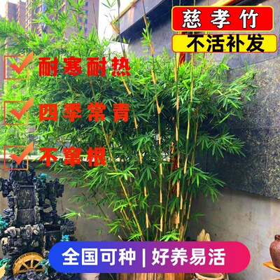 丛生慈孝竹盆栽绿植庭院室