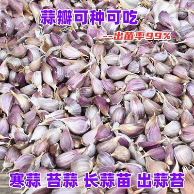 紫皮蒜瓣5十斤寒蒜苔苗独