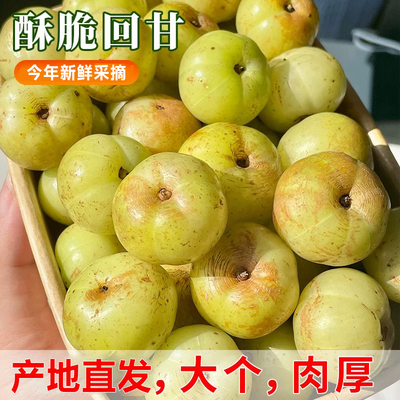 潮汕普宁崩坎新鲜甜种大粒赤皮油柑果甘甜无渣余甘果当季水果