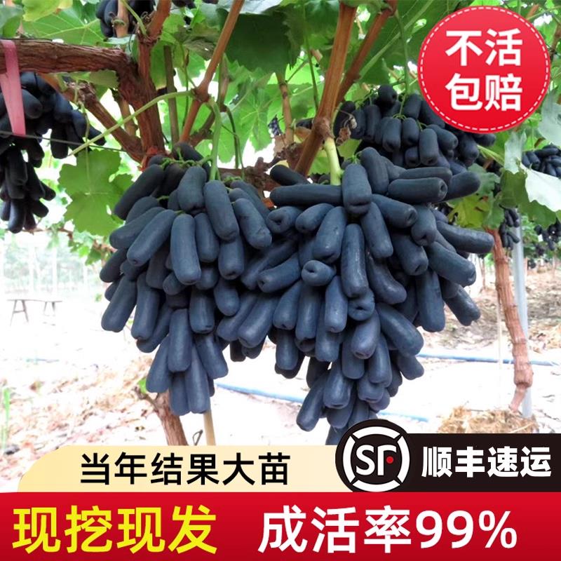 葡萄树苗阳光玫瑰蓝宝石新品种葡萄苗果树苖无籽南方北方盆栽庭院