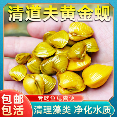 黄金蚬活体清道夫鱼缸净水除藻冷水淡水工具鱼河蚌小型鱼苗观赏鱼