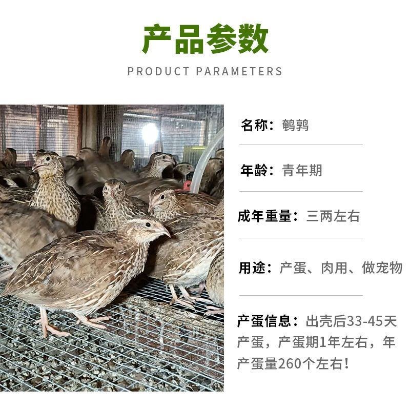 鹌鹑活苗天天下蛋精品青年鸡宠物黄羽产蛋鸡养殖场直供包邮包活