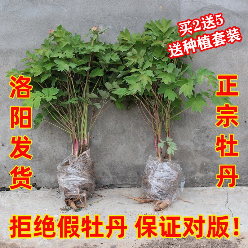 正宗洛阳牡丹花苗大苗非菏泽芍药花苗庭院盆栽重瓣室内牡丹花树苗