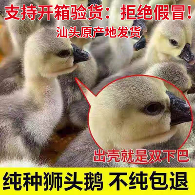 【厂家直发】正宗狮头鹅活苗特大种狮头鹅活苗潮汕狮子头鹅苗