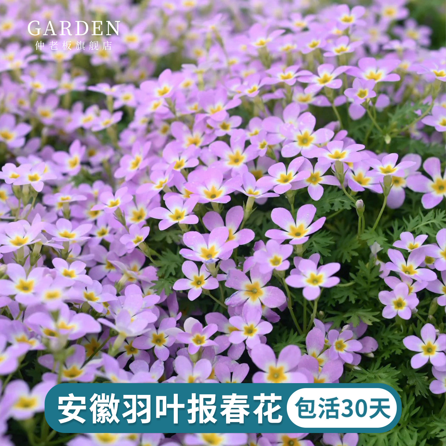 安徽羽叶报春花陕西羽叶报春花量大耐寒阳台盆栽庭院好养护花期长