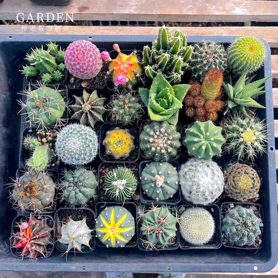 仙人球盆栽绯花玉容易开花好活