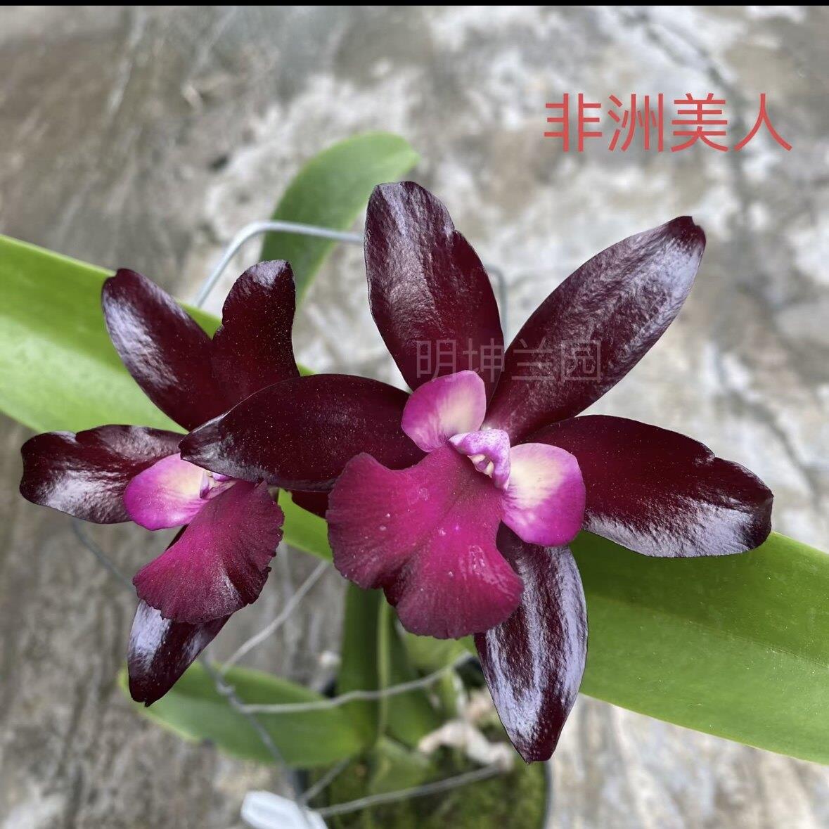 明坤兰园卡特兰 红黑腊质花 非州美人无花大苗