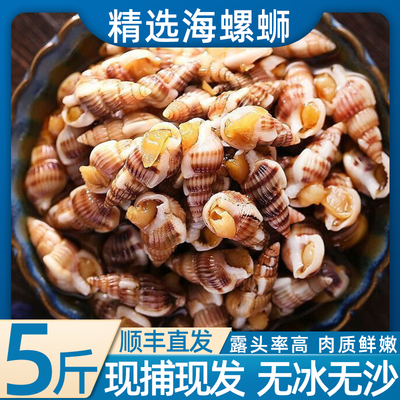 海螺丝新鲜冷冻大号海螺海锥海瓜子无沙海螺丝捞汁海鲜顺丰一整箱