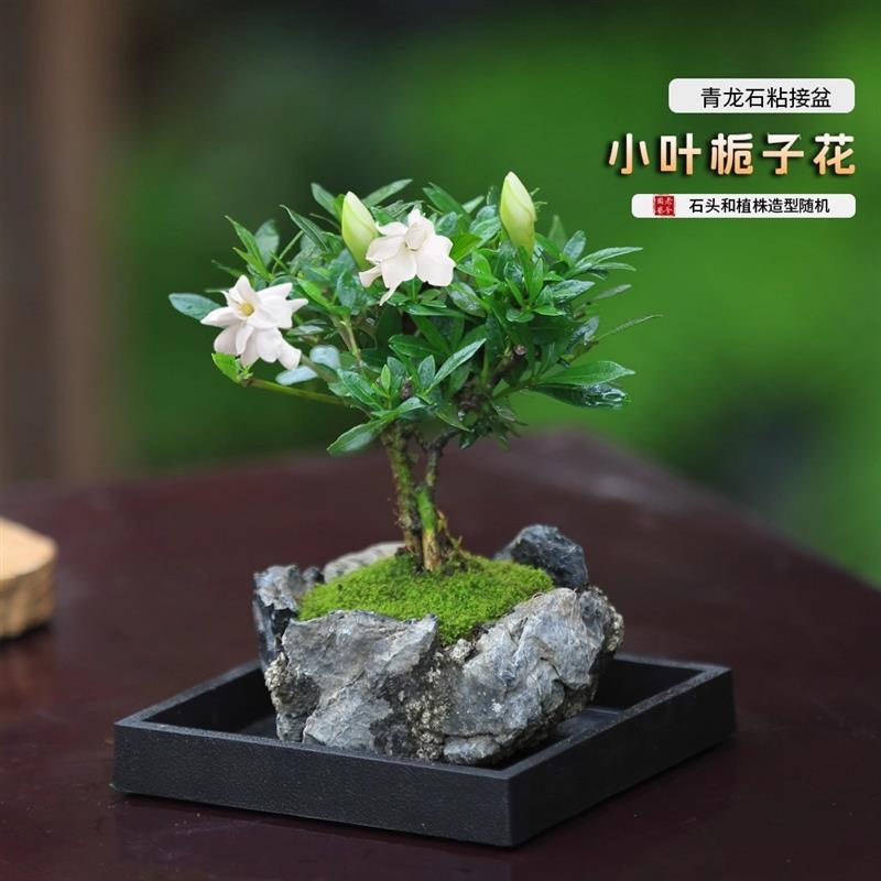 栀子花盆栽四季办公室开花植物室内外小盆栽绿植造型盆景花卉绿植