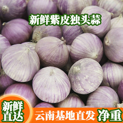 云南紫皮独头蒜干蒜紫皮大蒜紫皮蒜头蒜农家自种独头蒜新蒜