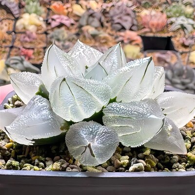 【顺丰】冰玉鸾 冰城实生背窗 玉露十二卷多肉植物盆栽 一物一拍