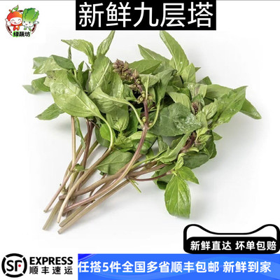 新鲜九层塔 金不换鱼香草 三杯鸡冬阴功材料厨房香料调料 包邮