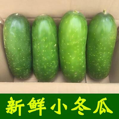宿松西口蜜农家小冬瓜鲜嫩现摘