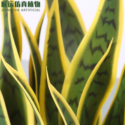 真黄边虎皮兰仿人造外母舌虎皮兰摆件小景装饰仿MC-10006真造虎皮