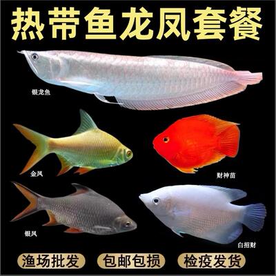 龙凤呈祥热带观赏鱼中大型套餐黄化银龙飞凤泰国鲫红眼招财鹦鹉鱼