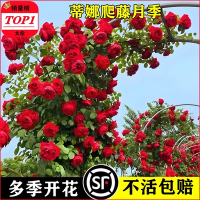 太伦蒂娜月季爬藤月季四季开花
