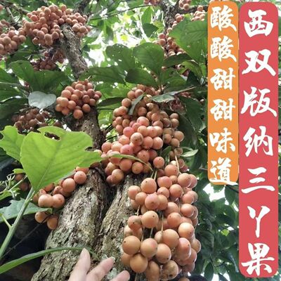 正宗三丫果水果酸甜时令罕见稀有野生西双版纳龙宫孕妇山竹新鲜