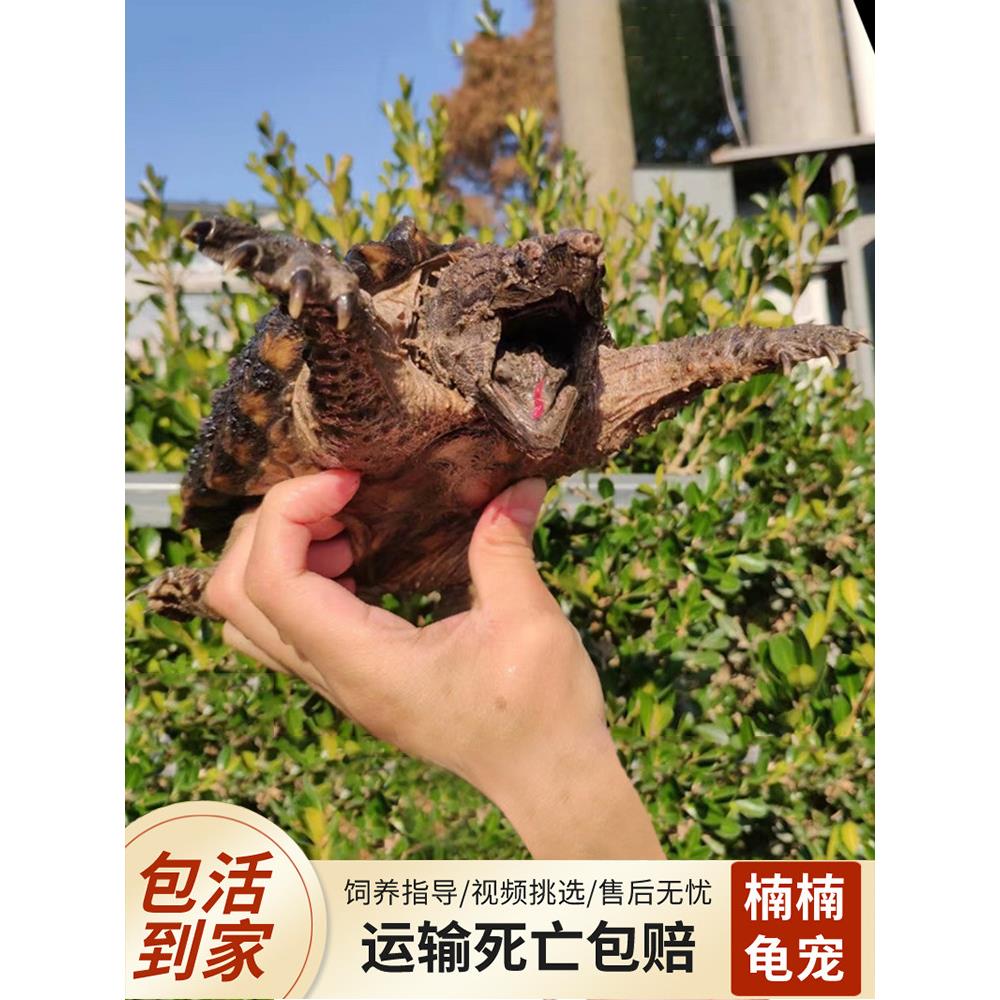 大鳄龟爆刺纯佛鳄龟凶猛观赏龟原种北美真鳄龟钓鱼龟活体宠物龟