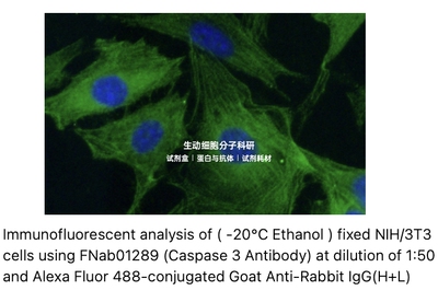 FineTest未标记一抗 CASP3 antibody抗体,适用ELISA,IHC,WB,IF,IP