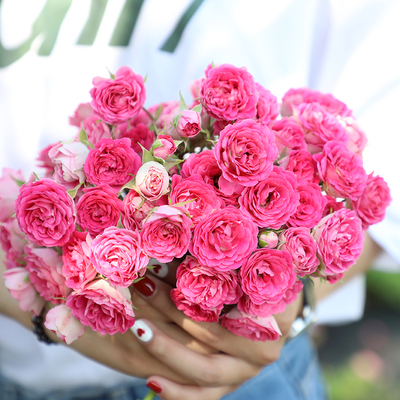 海蒂的花园 胭脂扣藤本丰花月季花墙拱门栅栏阳台爬藤花卉盆栽苗