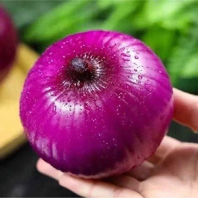 正宗云南紫皮洋葱圆葱葱头新鲜应季蔬菜农家甜可生吃红洋葱头
