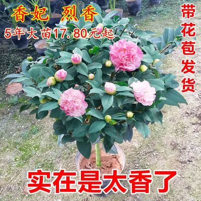 香妃茶花树苗浓型盆栽带花苞耐寒