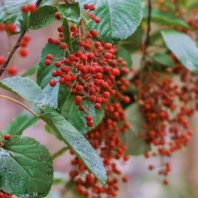 四川正宗山桐子树苗可榨油