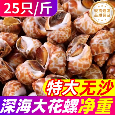 花螺鲜活新鲜海鲜水产特大海螺东风螺泥螺田螺商用海鲜水产贝类