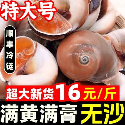 猫眼螺新鲜海捕香螺鲜活大号冷冻超大田玉螺花螺水产贝类海虾海螺