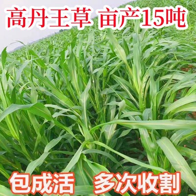高产牧草种子高丹草种籽牛羊鸭鹅草籽鱼草种籽四季养殖牧草种籽