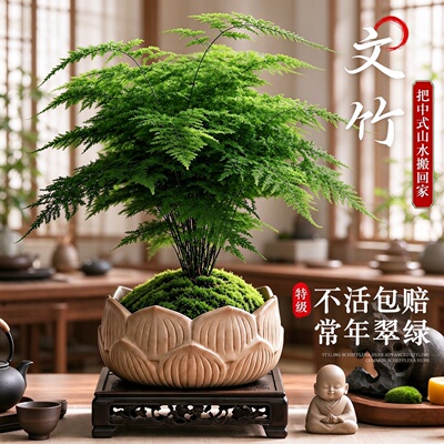 中式禅意文竹盆栽耐阴易养