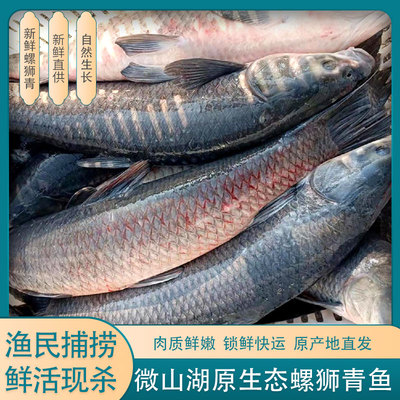 野捕大青鱼活鱼新鲜乌青