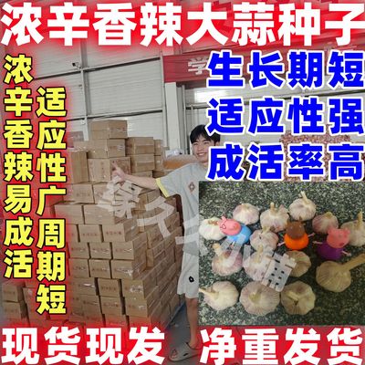 大蒜种子蒜苗种籽干蒜头蒜瓣紫红皮大蒜农家高产山东大蒜蔬菜籽种