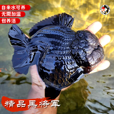 精品黑将军泰狮金鱼活鱼观赏鱼淡水冷水鱼场直销好养耐活大头玛丽