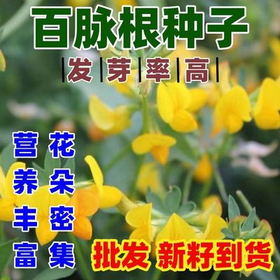百脉根种子多年生牧草耐